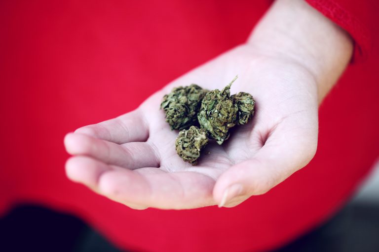 GAIACA | Why Did California Intentionally Destroy So Much Cannabis?